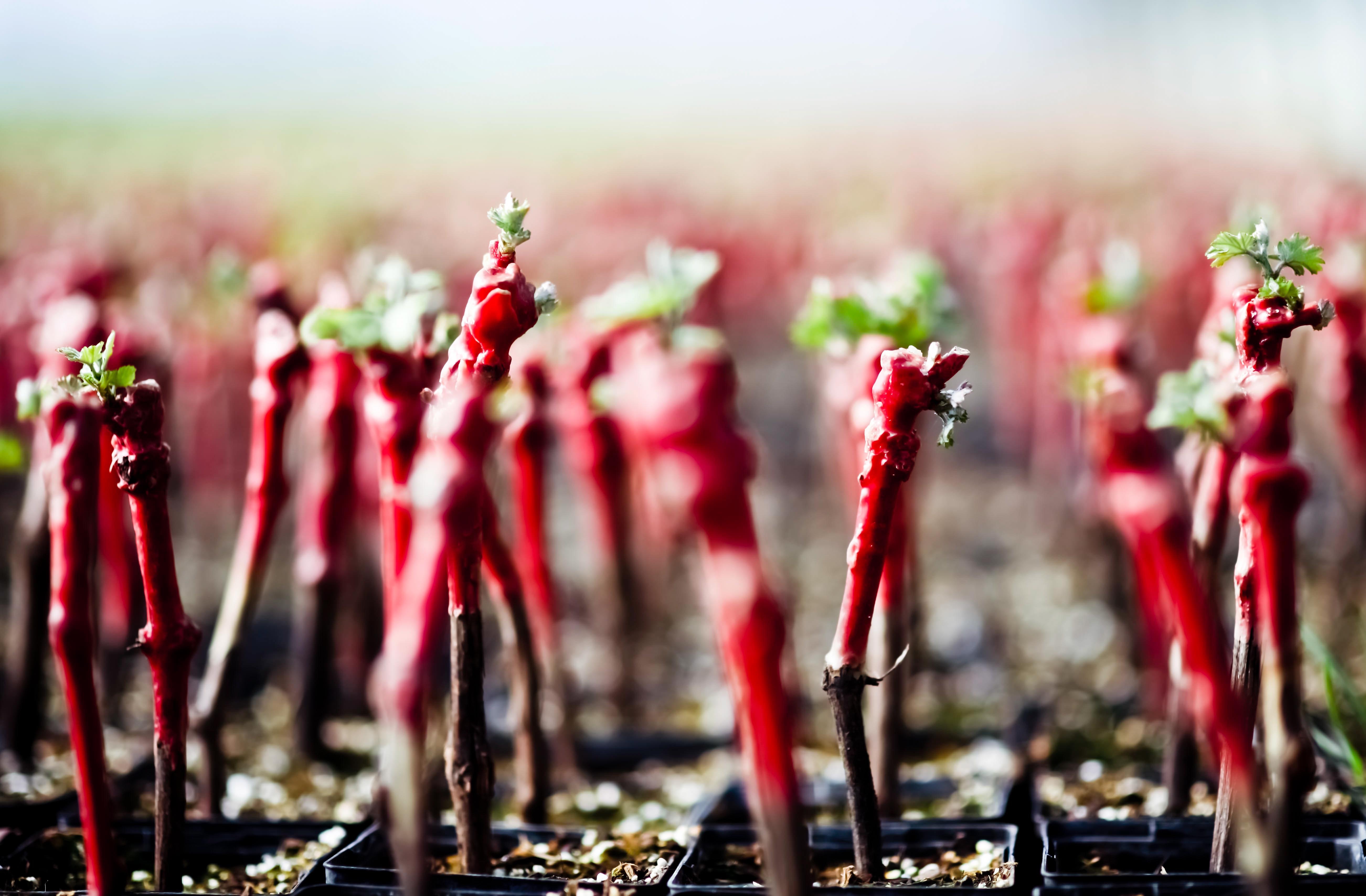 Pépinières Guillaume