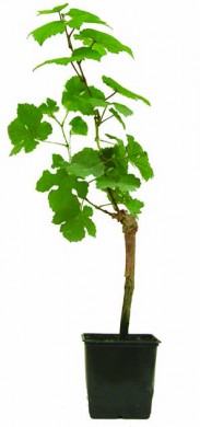 Replacement plants | Pépinières Guillaume